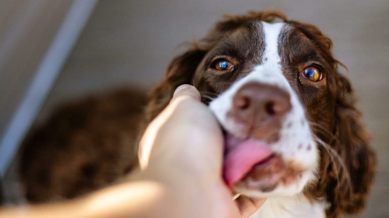 Mi perro me lame las manos | Actualizado abril 2025