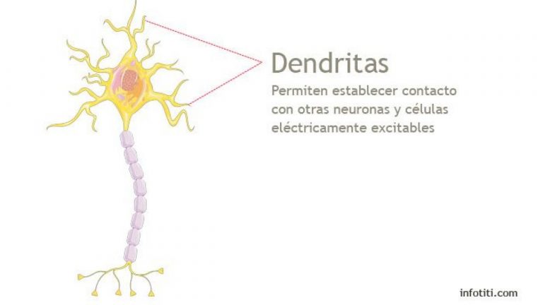 Tipos de neuronas segun su forma | Actualizado octubre 2025